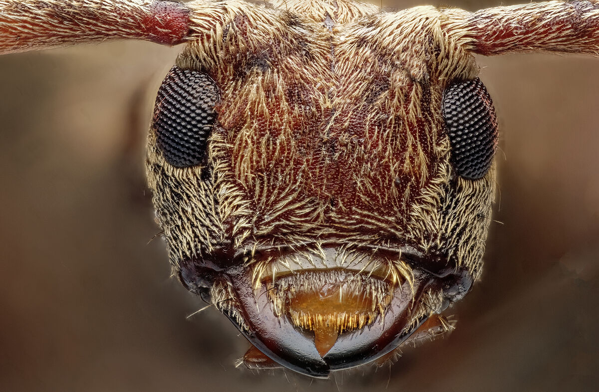 Longhorn Beetle Compound Eye: This is a focus-stacked view of a ...