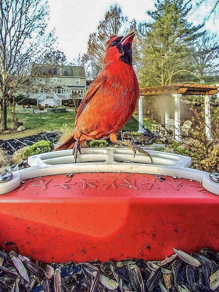 Another Bird Buddy pic: From the backyard BirdBuddy camera. Every once in a while I get a pose ...