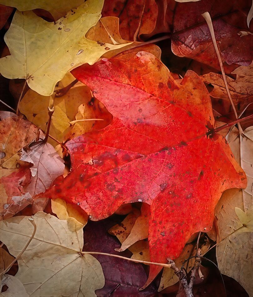 Fall Leaves: The last of Autumn this year.