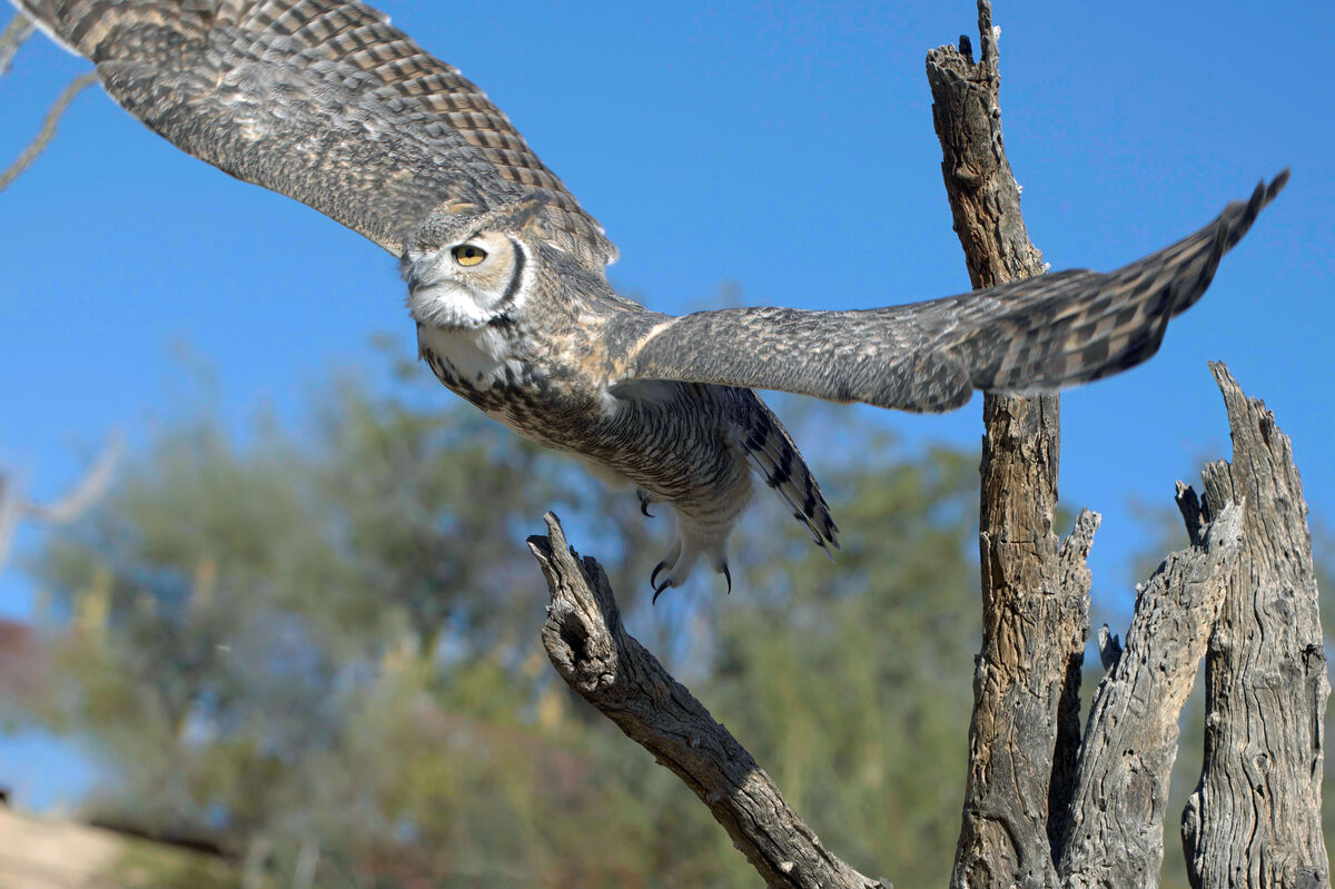 Great-horned Owl & Harris's Hawks: a Great-horned Owl and a few Harris ...