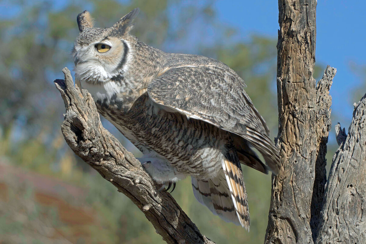 Great-horned Owl & Harris's Hawks: a Great-horned Owl and a few Harris ...
