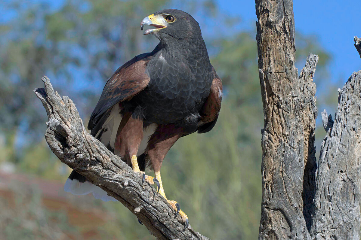 Great-horned Owl & Harris's Hawks: a Great-horned Owl and a few Harris ...