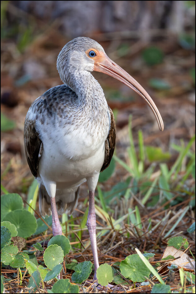 White Ibis Immature: I like the eye color on white ibis, and I ...