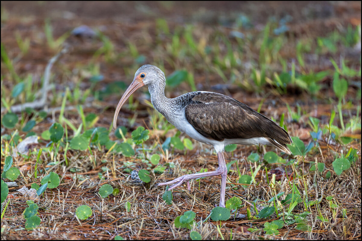 White Ibis Immature: I like the eye color on white ibis, and I ...