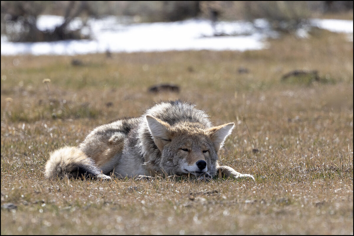 Coyote Limpy: This coyote lives in the Lamar valley area of Yellowstone ...