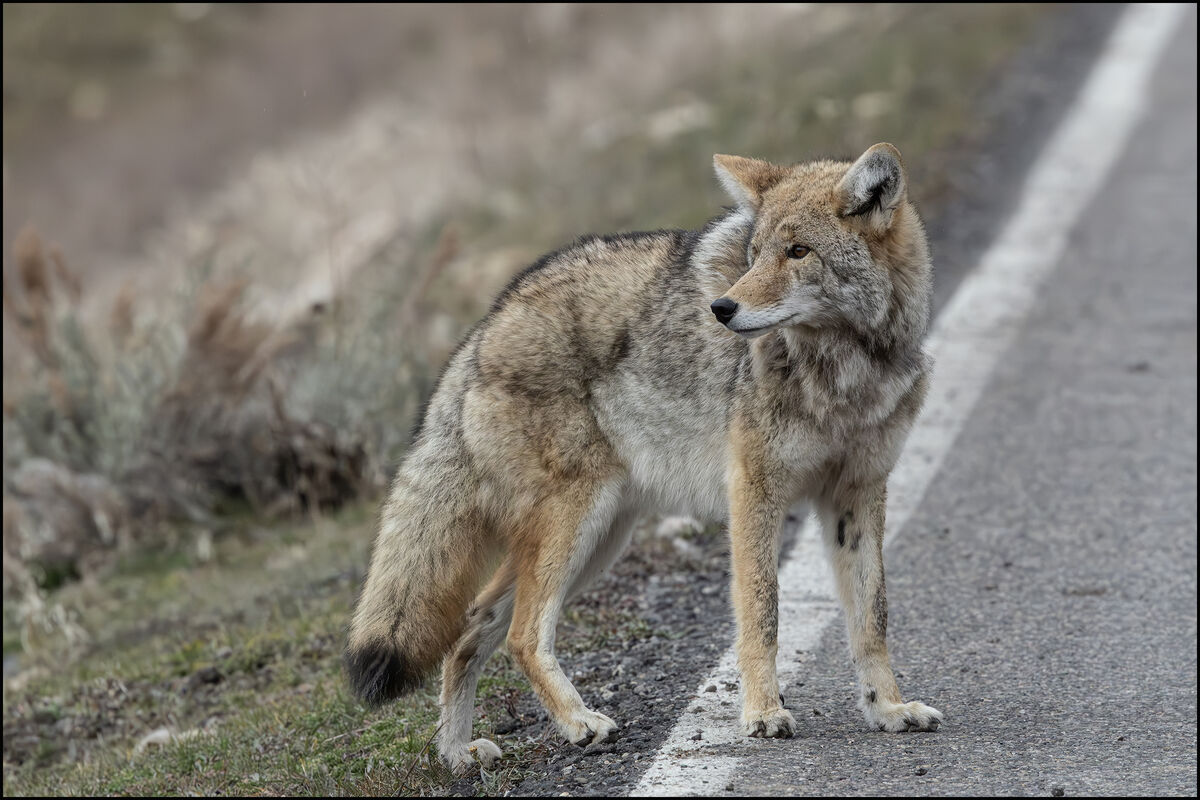 Coyote Limpy: This coyote lives in the Lamar valley area of Yellowstone ...