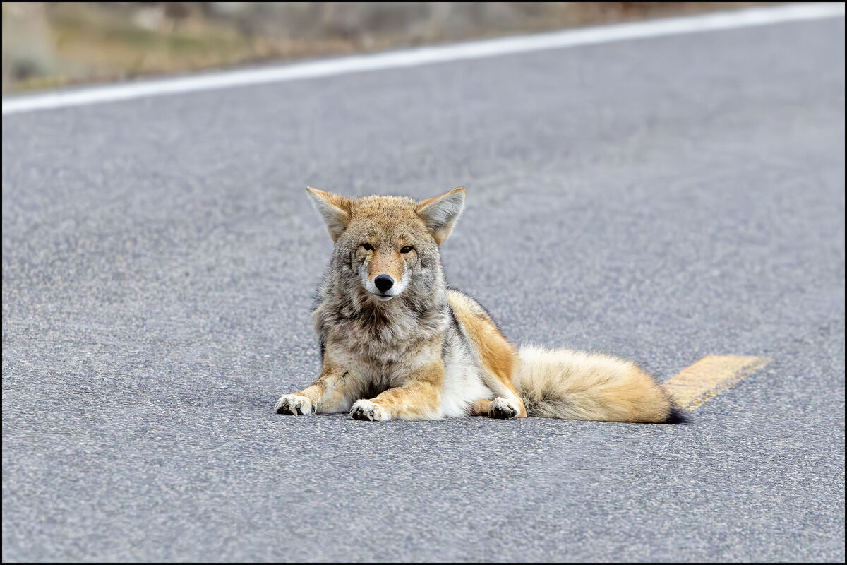 Coyote Limpy: This coyote lives in the Lamar valley area of Yellowstone ...