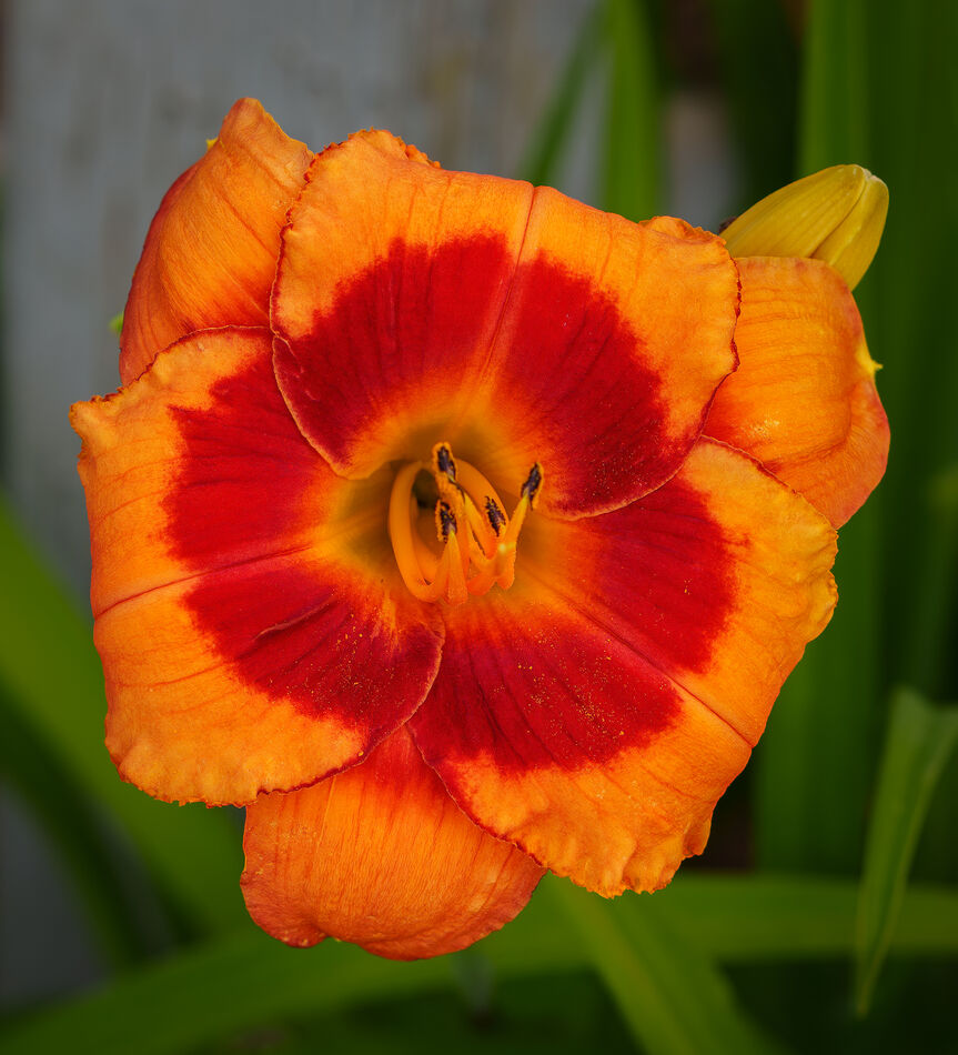 Neighbors' Flowers - 71: The walk provided shady and well lit photo ops ...