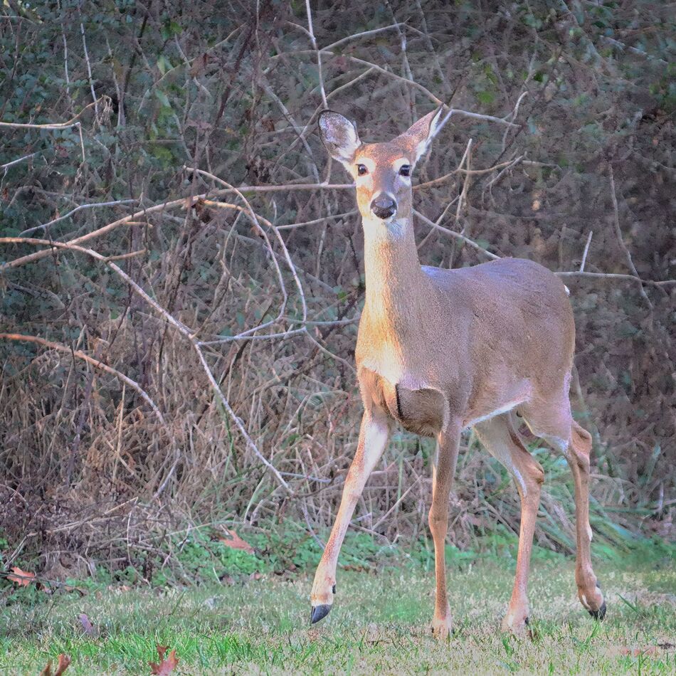 Some more deer: Was surprised to see any deer as it was early. This ...