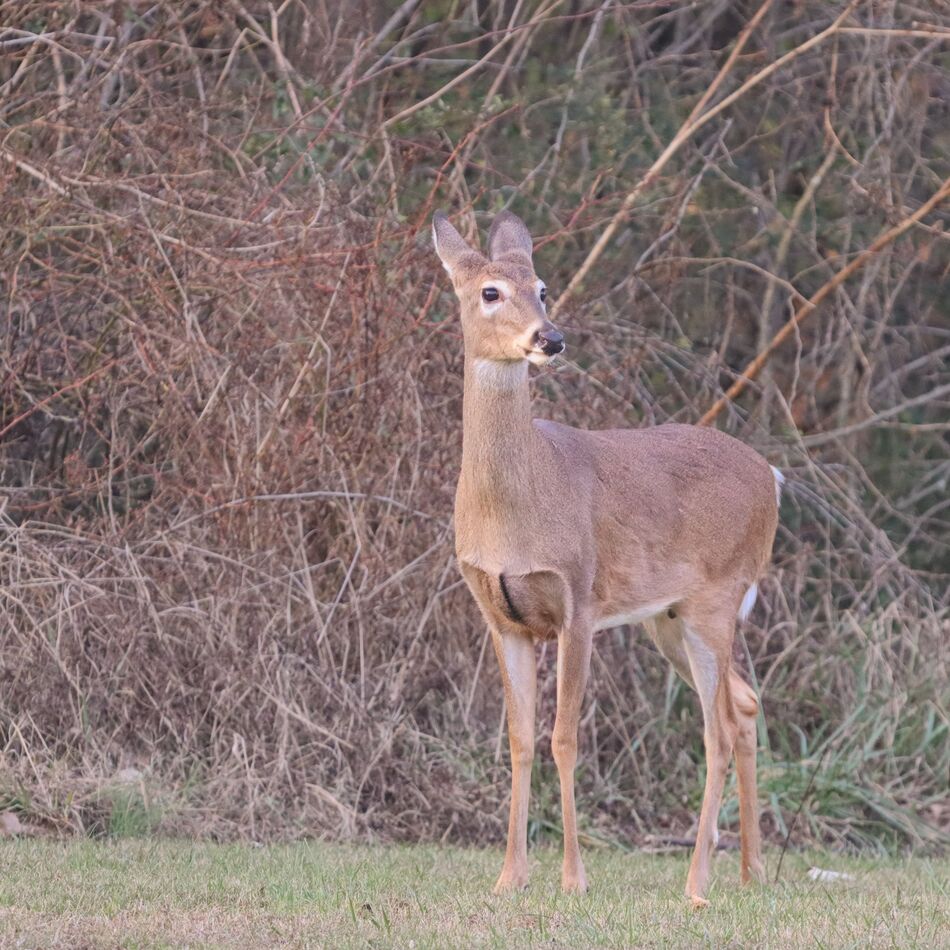 Some more deer: Was surprised to see any deer as it was early. This ...