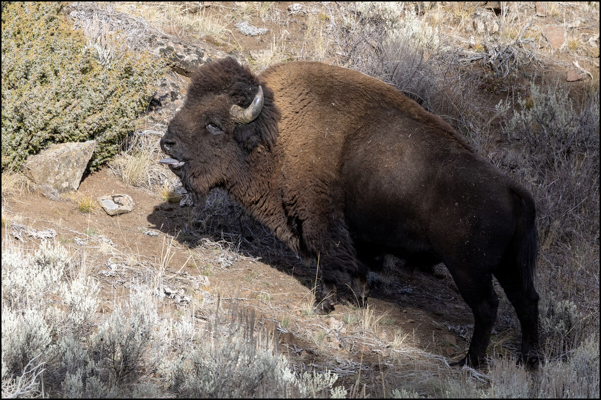 American Buffalo: This one of my favorite animals in Yellowstone, and ...