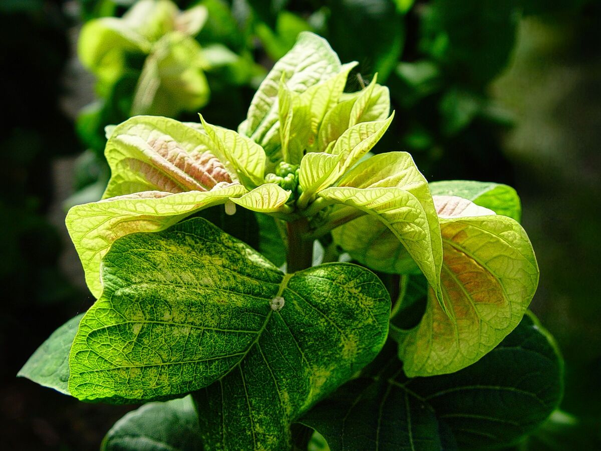 Some More Eye Catching Poinsettias for You: They have the best leaves ...