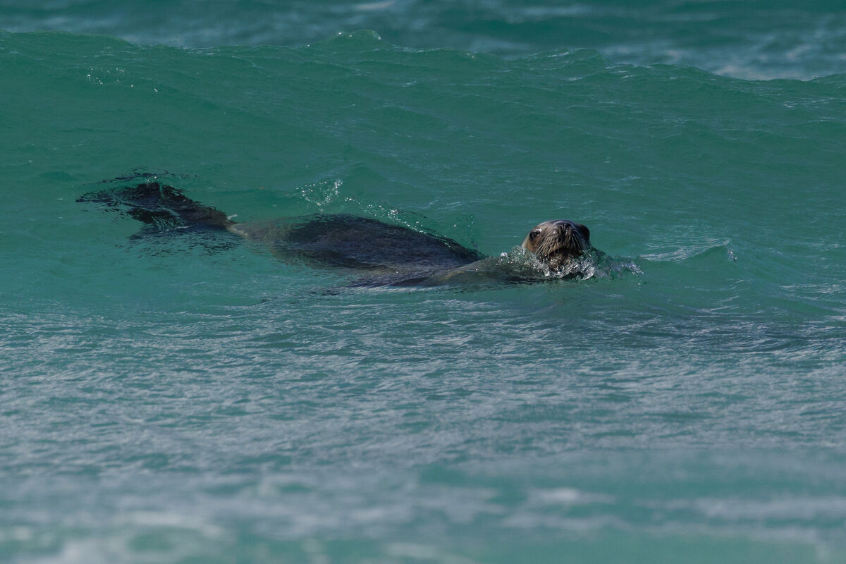 Leopard seal: We only saw one of these guys. When they are around the ...