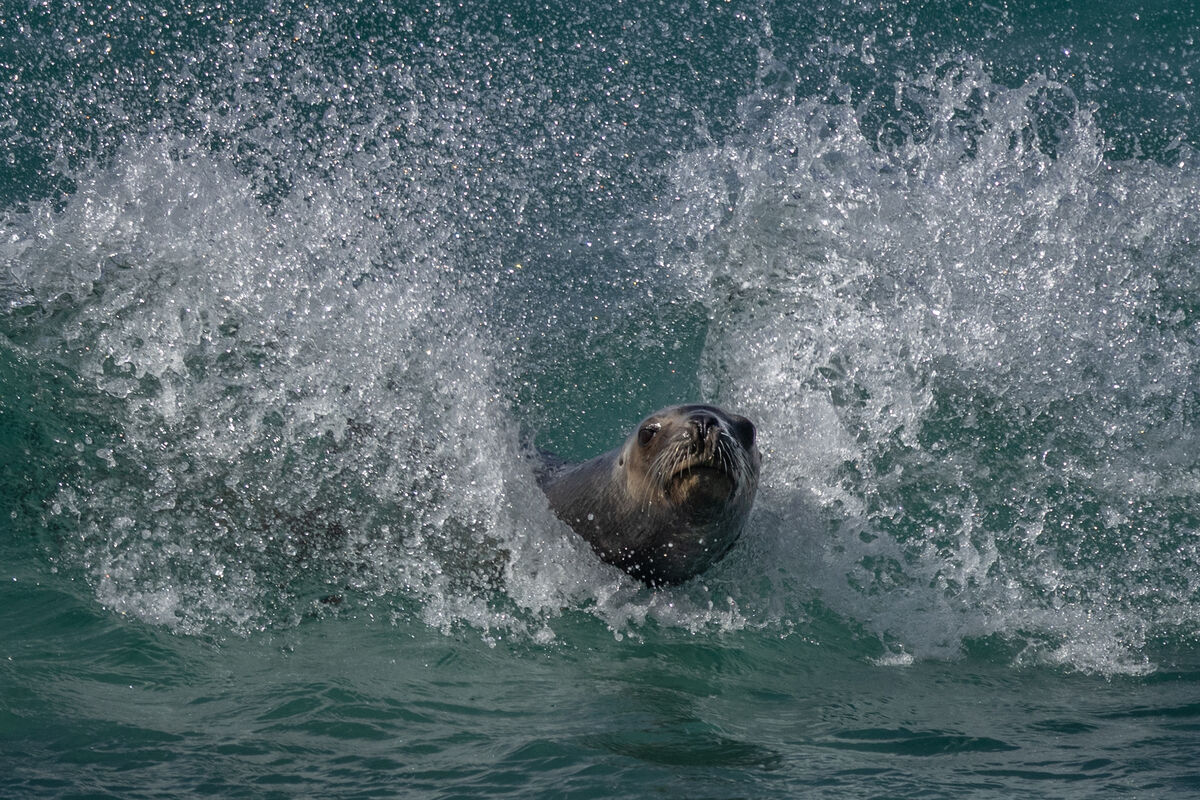 Leopard seal: We only saw one of these guys. When they are around the ...