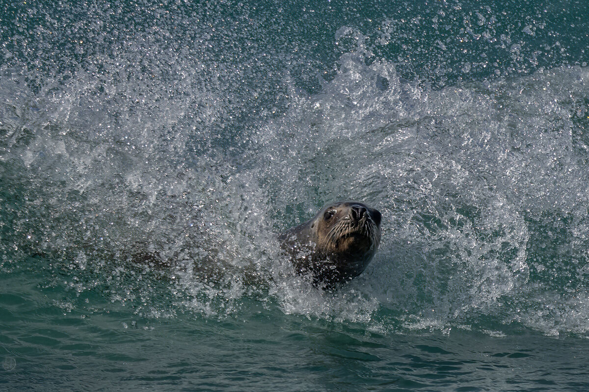 Leopard seal: We only saw one of these guys. When they are around the ...