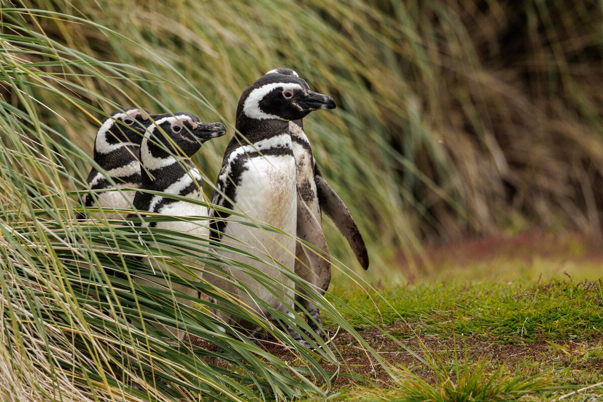Magellanic penguin: Magellanic penguins feed in the water, preying on ...