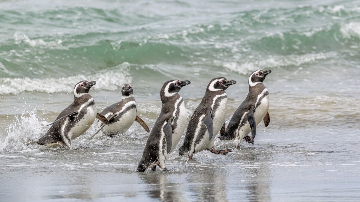Magellanic penguin: Magellanic penguins feed in the water, preying on ...