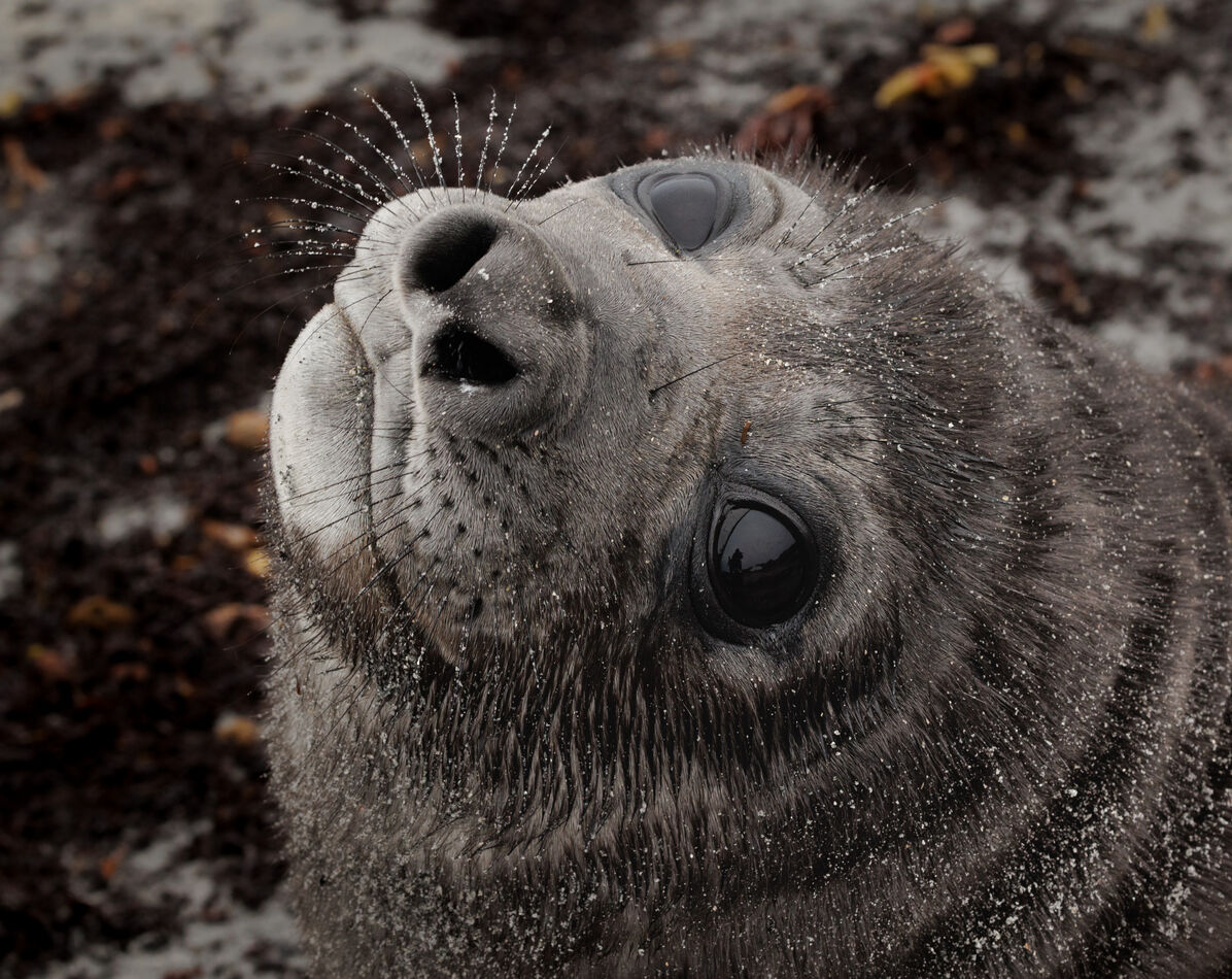 A weiner and a favorite: The little elephant seals are called weiners!