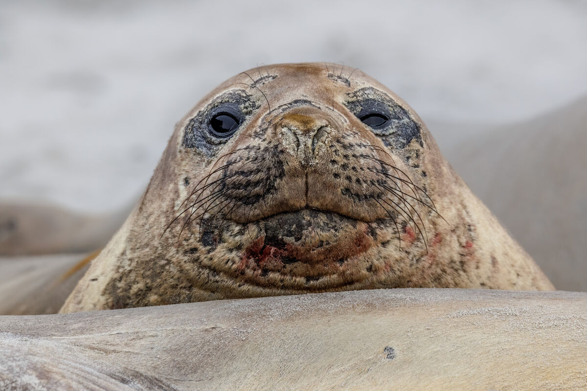 A weiner and a favorite: The little elephant seals are called weiners!