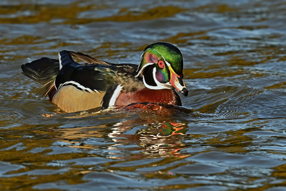 Iridescent wood duck shines in direct sunlight (and less without): Bond ...