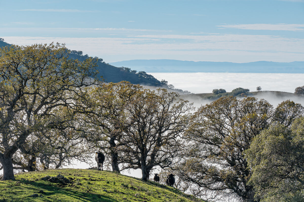 More from Sutter Buttes: There's just a couple more in my collection.