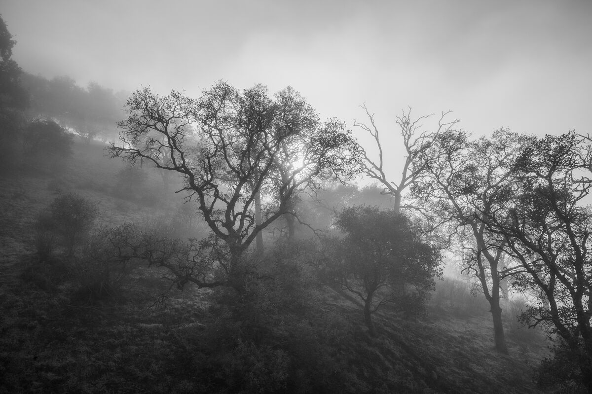 More from Sutter Buttes: There's just a couple more in my collection.
