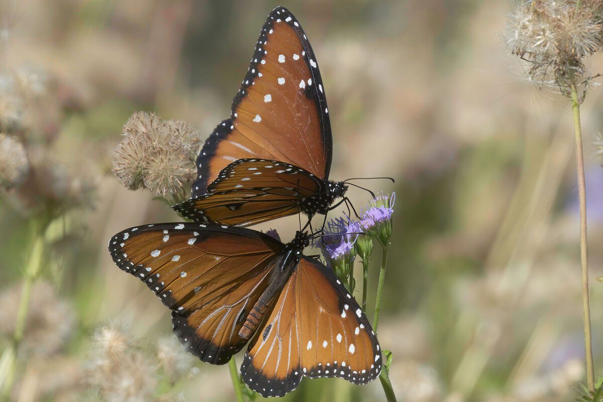 Queen Butterflys: I went to a pollinator garden yesterday, and ...