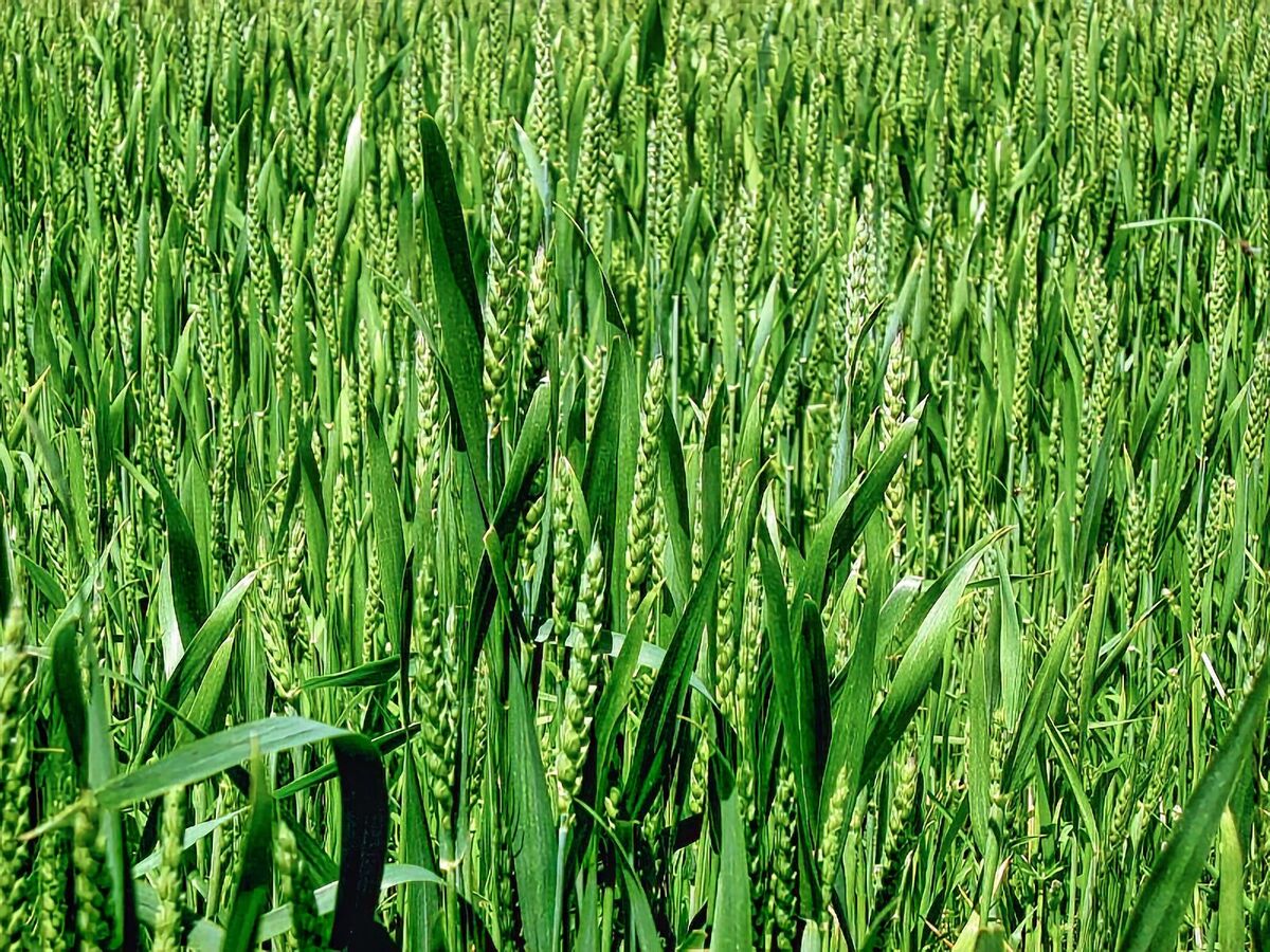 If You Have a Thirst for Green: I love the glow on the first one and ...