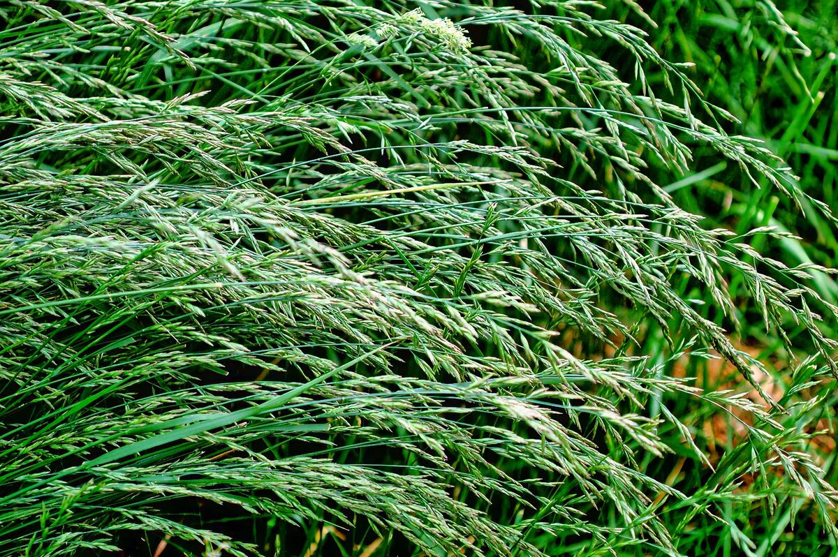 Which One - or Both??? I like both, but of course I'm asking YOU :sm24 ...