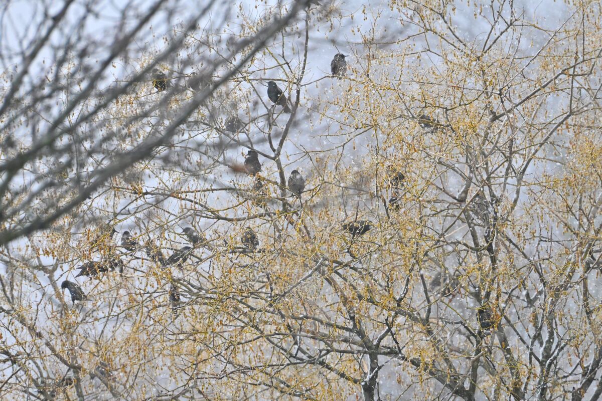 What do birds do in snow: It was snowing pretty hard, i saw the first ...