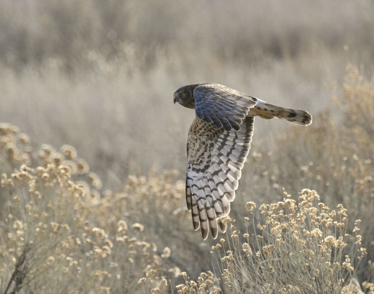 Female Northern Harrier: This female Northern Harrier was flying low ...