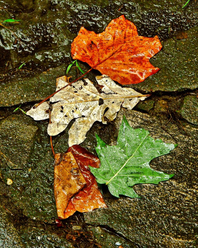 After the Rain: It was a whole other world out there immediately after ...