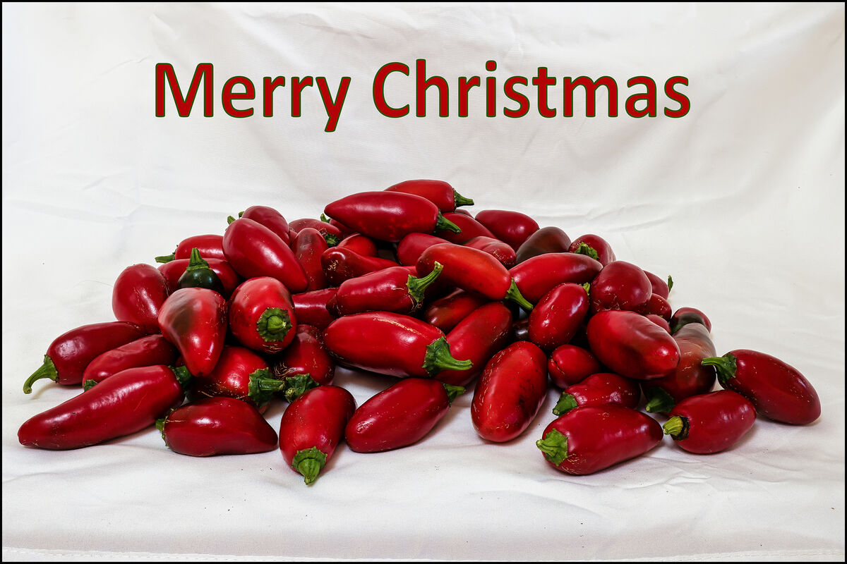 Christmas Peppers: I picked these peppers on Christmas eve and there ...
