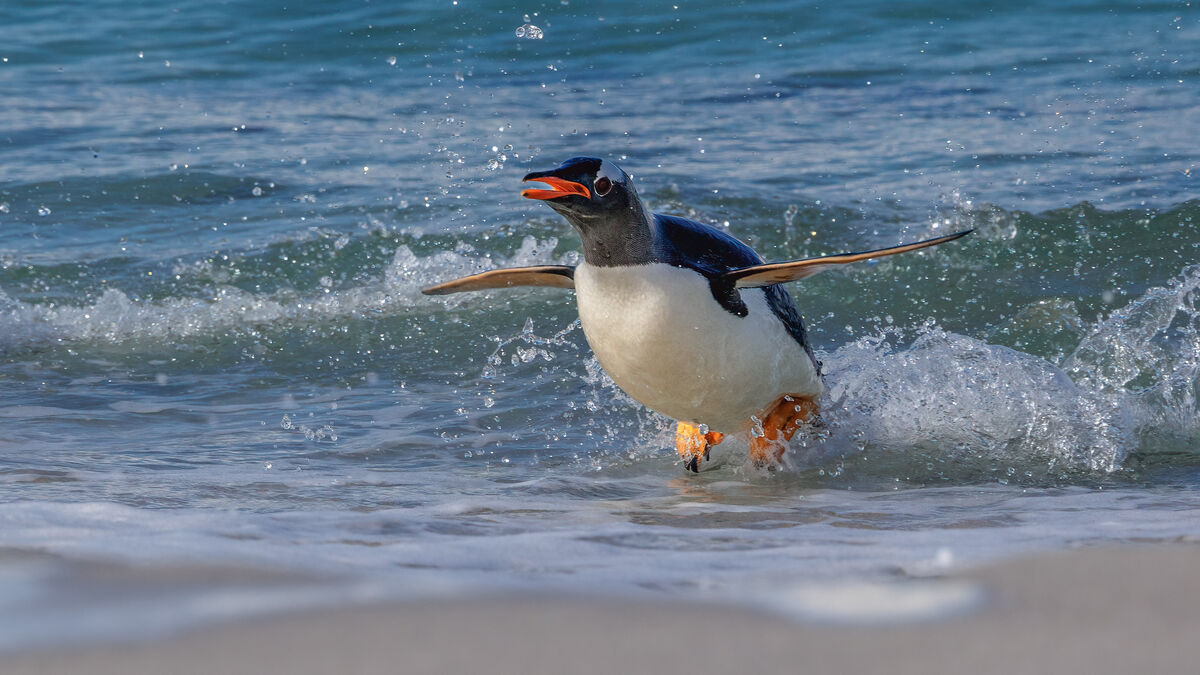 Too fun: I had more fun watching and trying to catch the penguins as ...