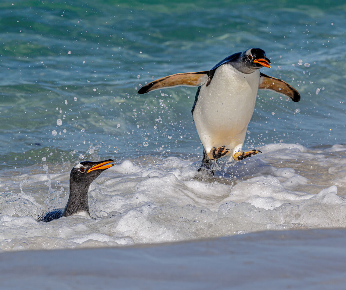 Too fun: I had more fun watching and trying to catch the penguins as ...