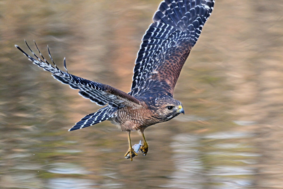 Hawk on pole contemplates lunch; hawk gets fish; photographer messes up ...