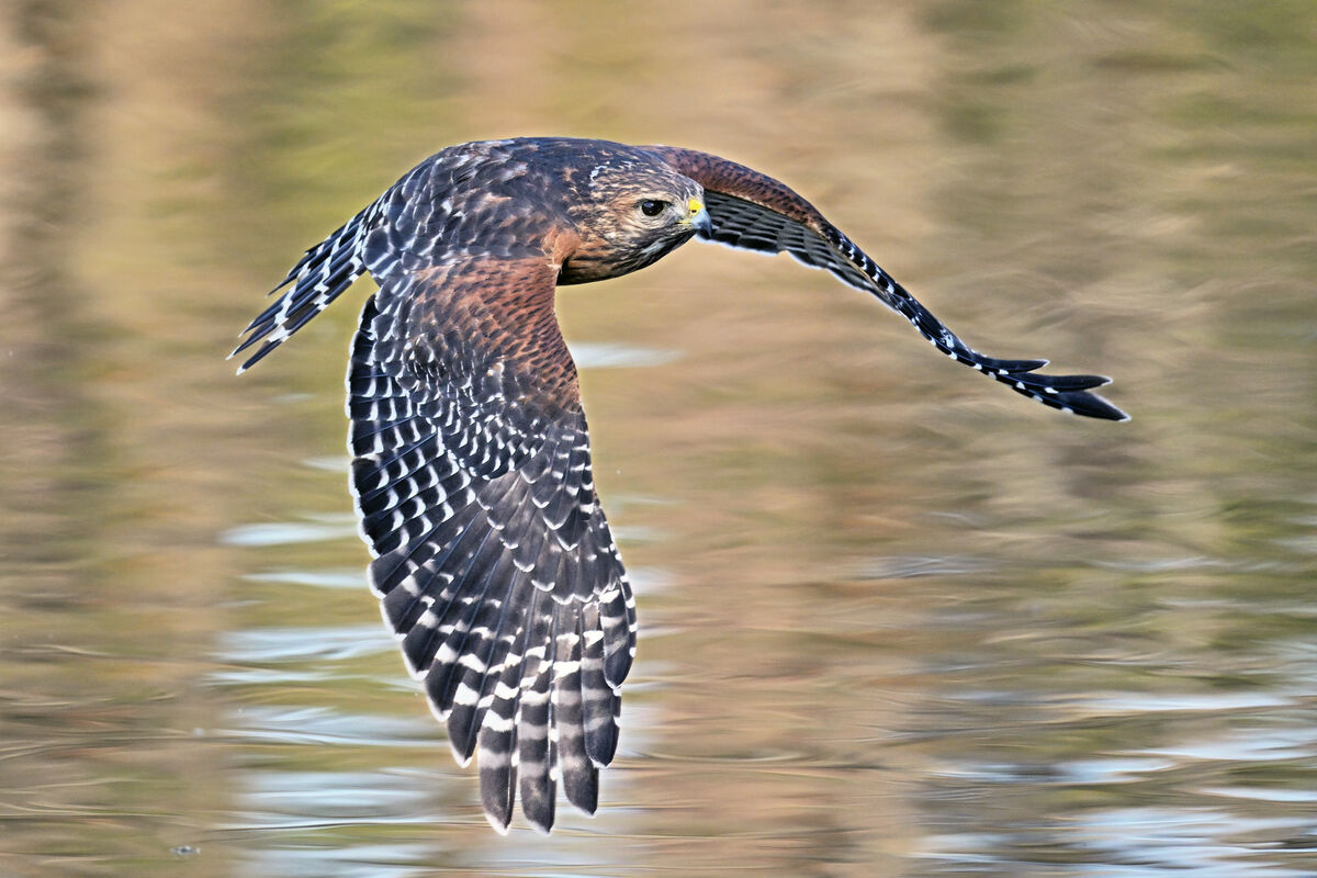 Hawk on pole contemplates lunch; hawk gets fish; photographer messes up ...