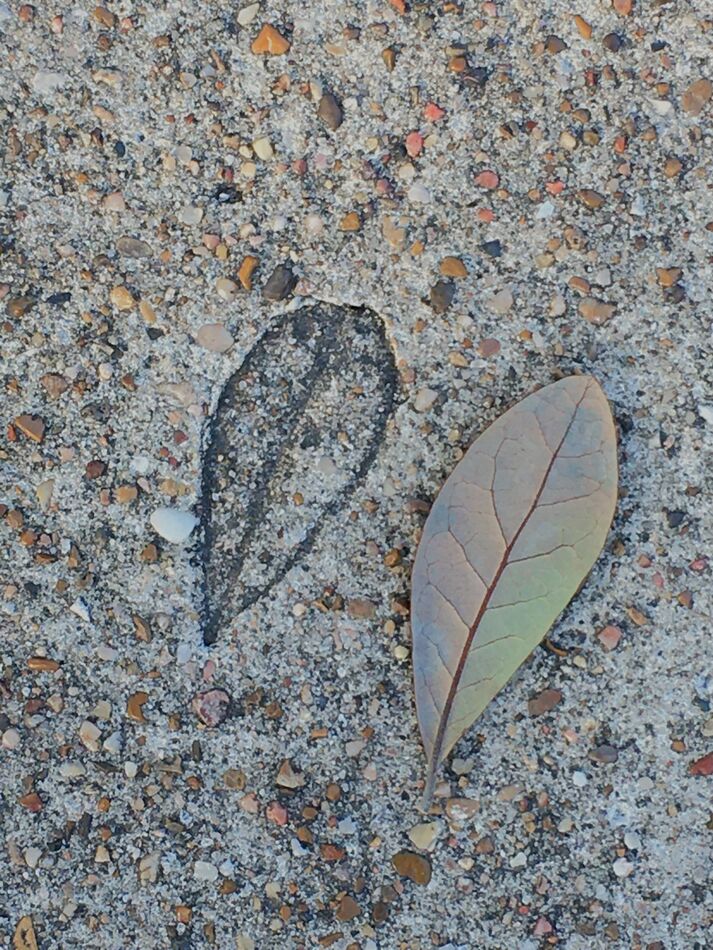 Impressions: Impressions left in the wet concrete when the neighborhood ...