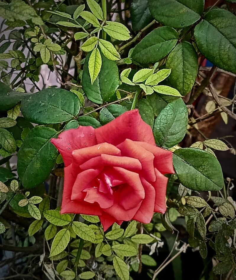 Some more colour: Could get only one rose,some wild flowers too. Thank ...