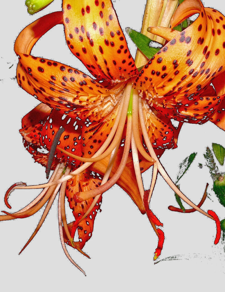 Butterfly and flower in high-key images: I always like my photo as ...