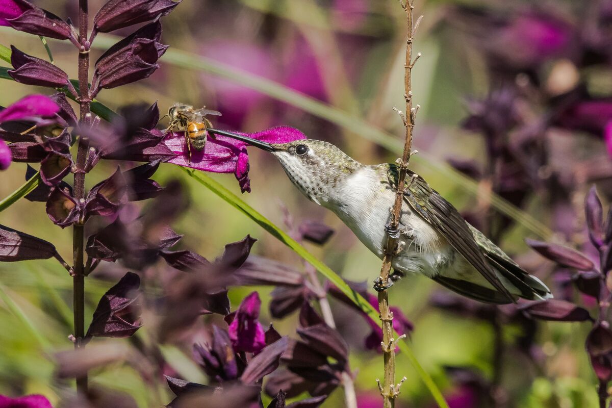 Bird and the Bee: This hummingbird and bee appear to be after the same ...