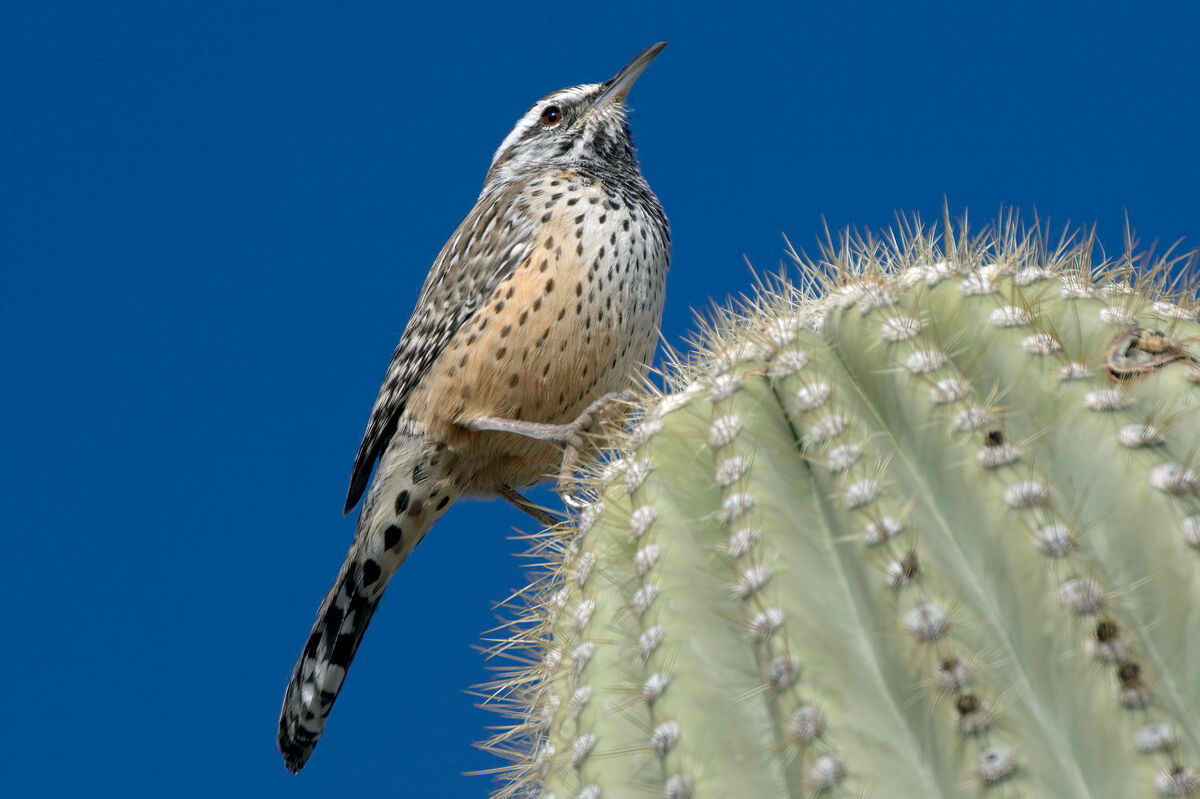 A Few birds of the desert: Cactus Wrens - (State bird of Arizona ...