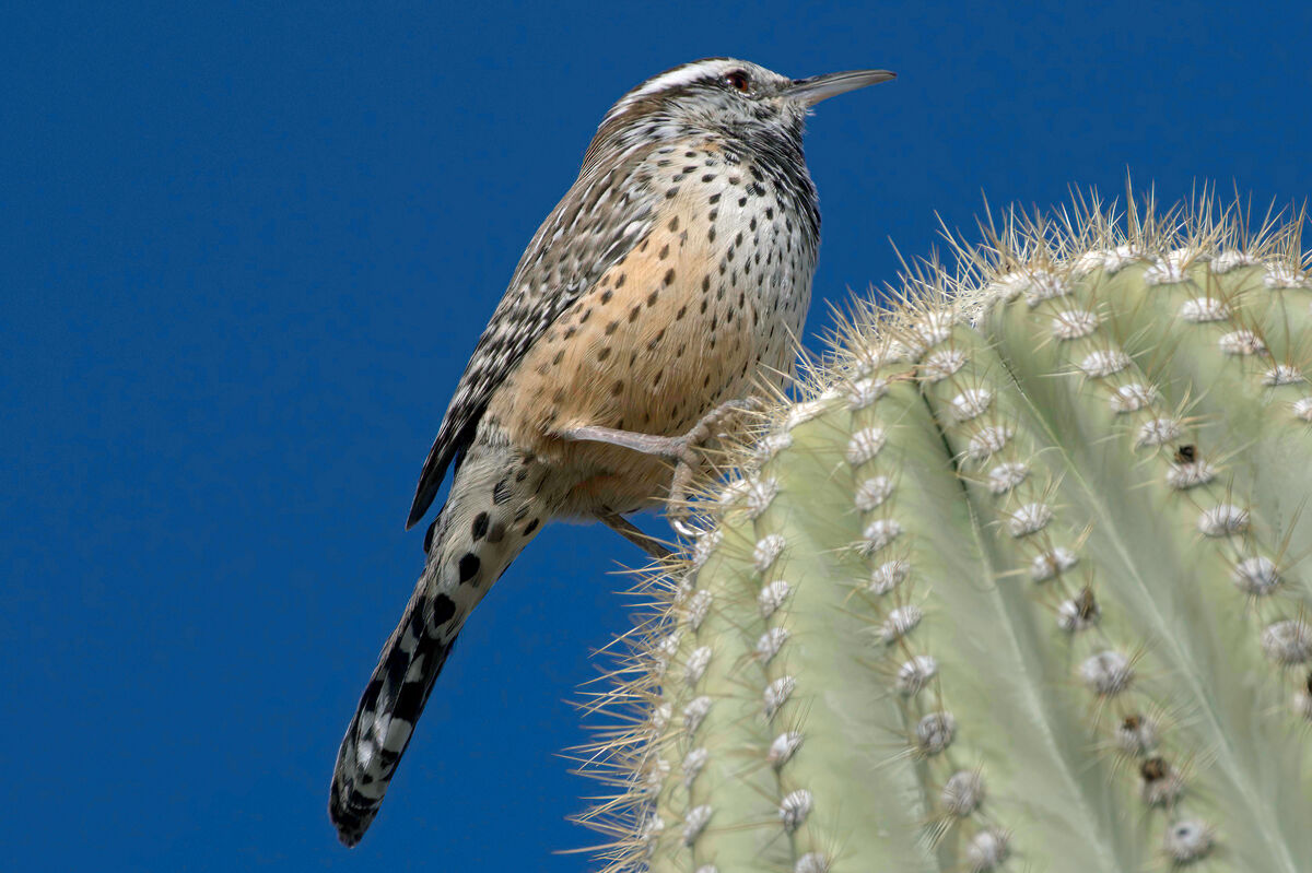 A Few birds of the desert: Cactus Wrens - (State bird of Arizona ...