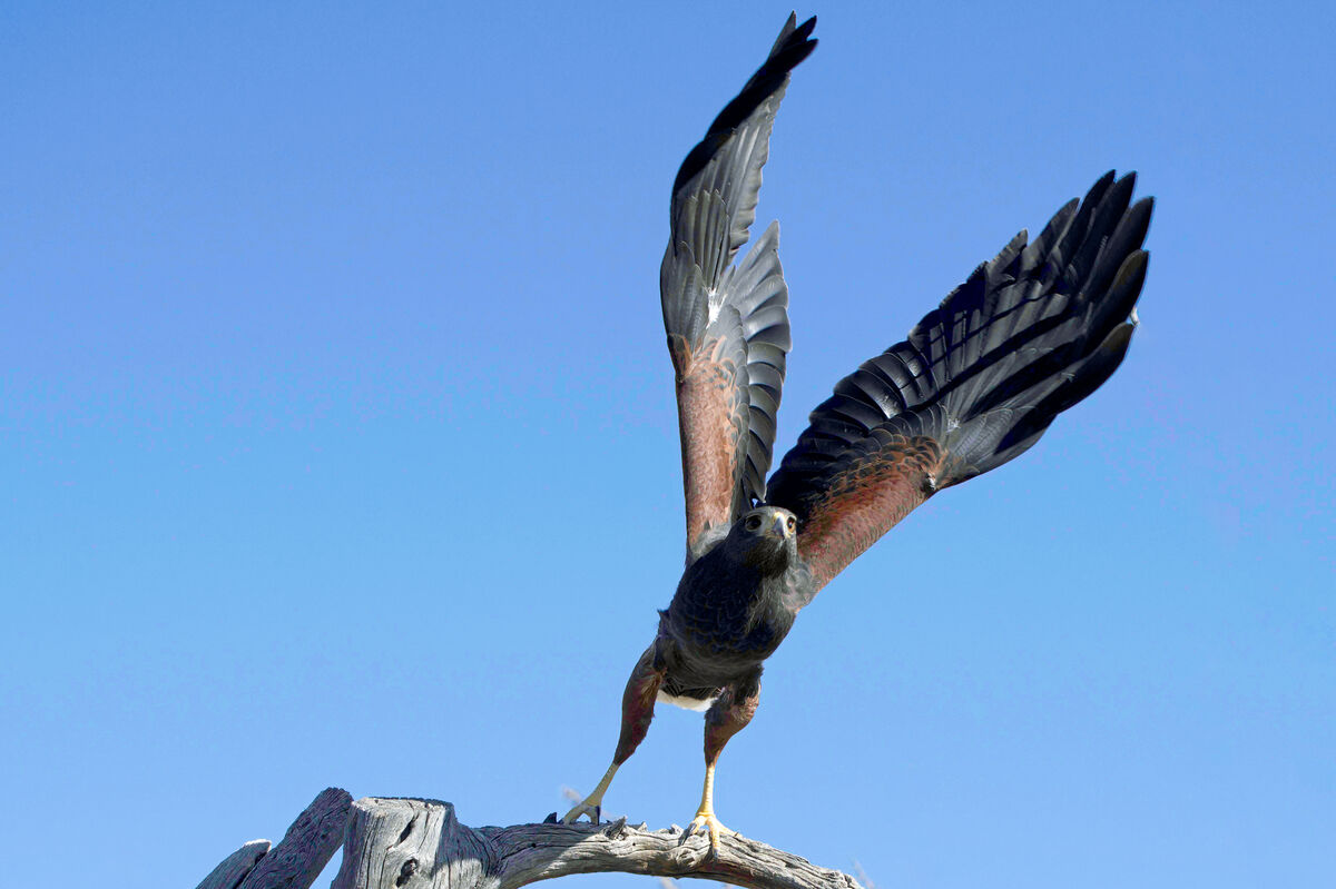 Harris's Hawks: Harris's Hawks are quite striking, I really like their ...