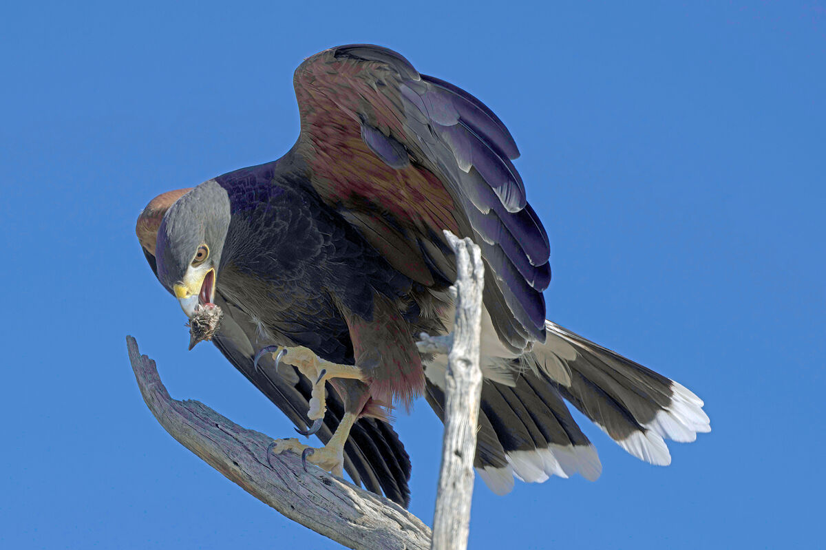 Harris's Hawks: Harris's Hawks are quite striking, I really like their ...