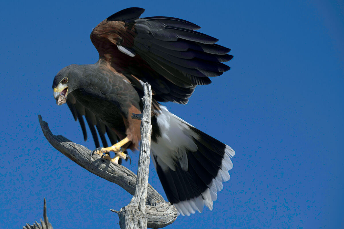 Harris's Hawks: Harris's Hawks are quite striking, I really like their ...