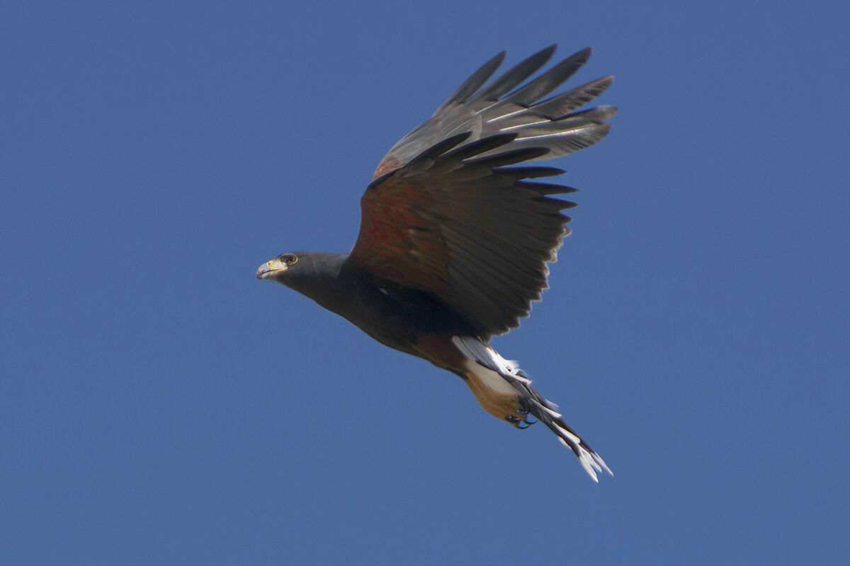 Harris's Hawks: Harris's Hawks are quite striking, I really like their ...