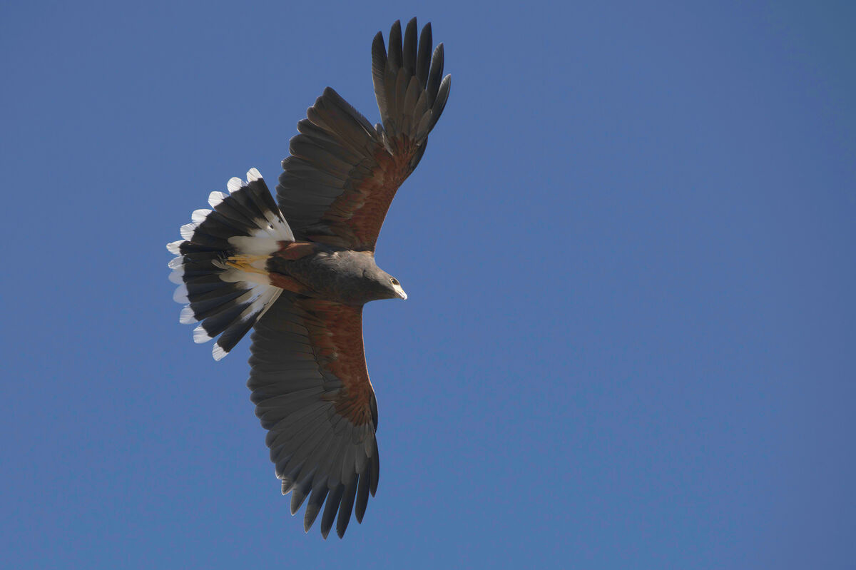 Harris's Hawks: Harris's Hawks are quite striking, I really like their ...