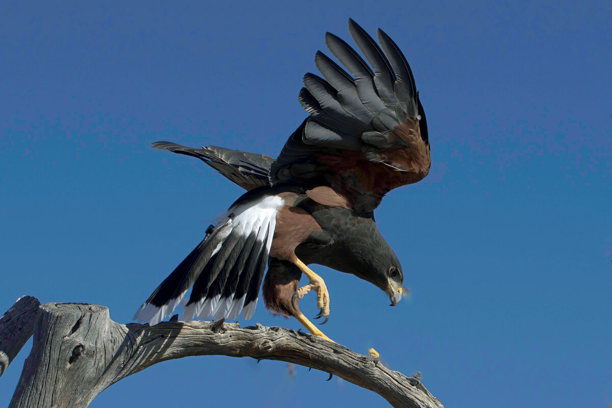 Harris's Hawks: Harris's Hawks are quite striking, I really like their ...