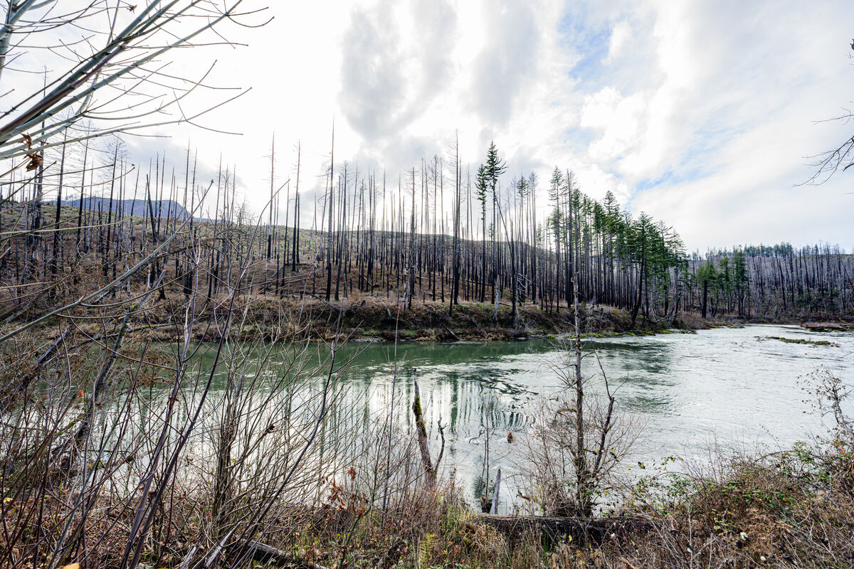 Kinda sad: Fire burned nearly 200 sq miles of dense Oregon forest.